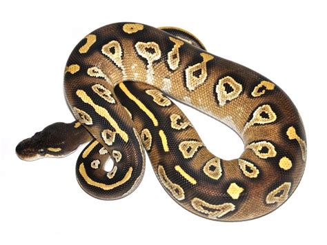 Black Head Mojave Yellow Belly Morph List World Of Ball Pythons