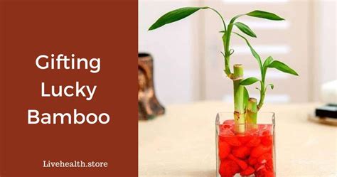 Lucky Bamboo Live Health