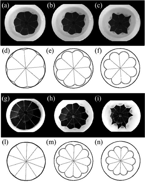 Qualitative Representation Of The Cross Sectional Area Evolution At