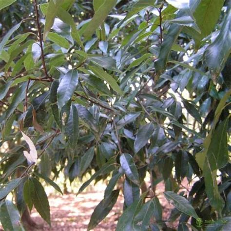 Дуб сизый (лат. Quercus glauca) - Лесосад