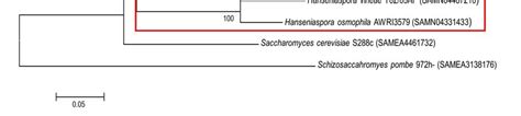 dendrogram of seven concatenated dna sequences from hanseniaspora