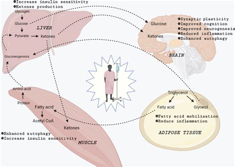 Effect Of Prolonged Fasting On Different Systems Of The Body On