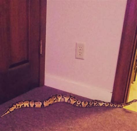 ball python not eating r ballpython