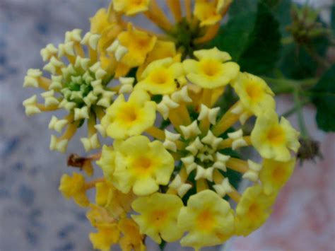 Lantana Camara لانتانا كمارا Project Noah