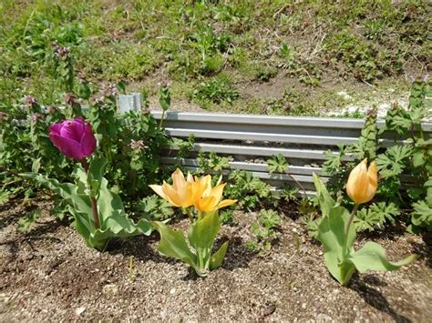 就労支援岐阜県チューリップとイチゴの花が咲きましたパーソナルドア株式会社 ブログ 岐阜県で就労支援を行うパーソナルドア
