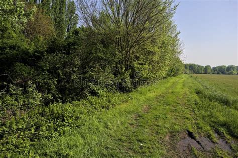 Grass Path Between Thick Bushes Sunny Weather Stock Image Image Of