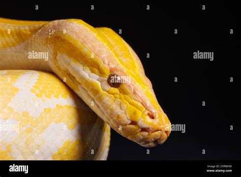 Close Up Of Golden Yellow Python With Tongue Hanging Out On Black