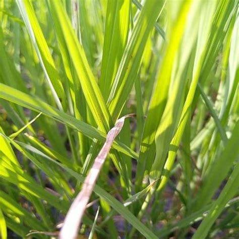 Rice Blast Object Detection Dataset By South China Agricultural Univercity