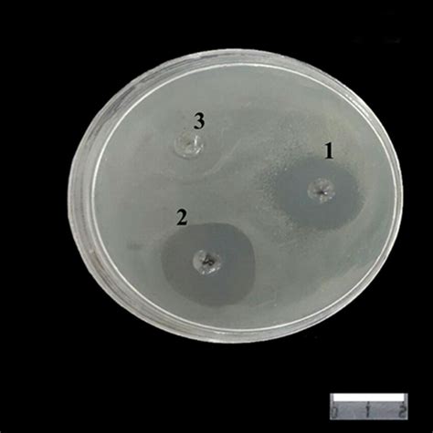 Antibacterial Activity Of Ha Av Nanoparticles Against A S Aureus