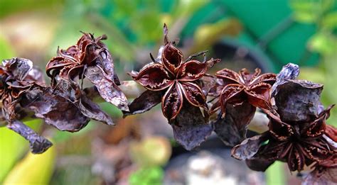 Pachyphytum Lonolium Crassulaceae
