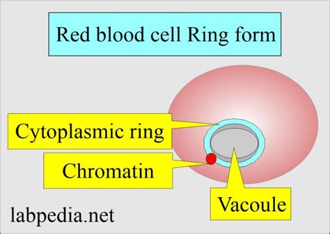 Malarial Parasite Part 1 Plasmodium Life Cycle And Diagnosis
