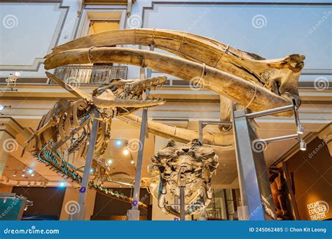 Interior View Of The Smithsonian National Museum Of Natural History Editorial Image Image Of