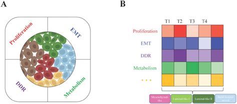 Intratumor And Intertumor Heterogeneity Of Brca1 Deficient Mammary Download Scientific Diagram