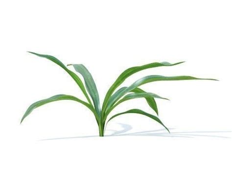 Rohdea Japonica 6 Variations 3d Model Cgtrader