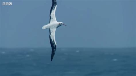 The Efficient Rollercoaster Flying Style Of The Albatross The Kid