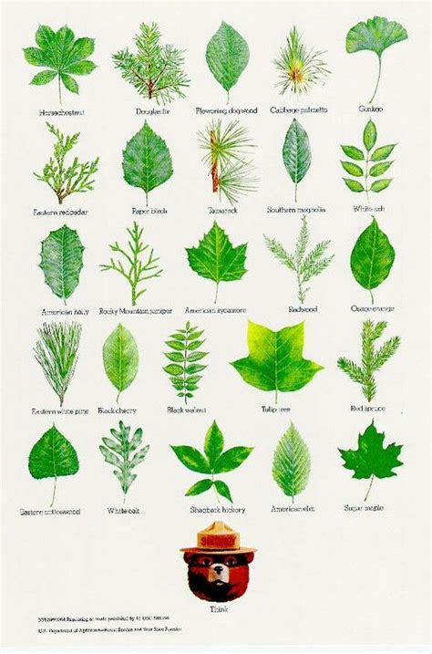 Smokey Bears Best Nature Posters Leaf Chart