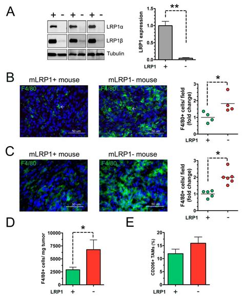 Myeloid Cell Receptor Lrp1 Cd91 Regulates Monocyte Recruitment And Angiogenesis In Tumors Pmc