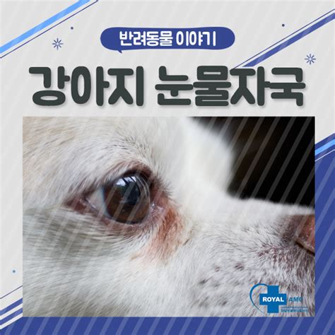 강아지 눈물자국 지우기 가능할까 강아지 눈물자국 관리 팁 네이버 블로그