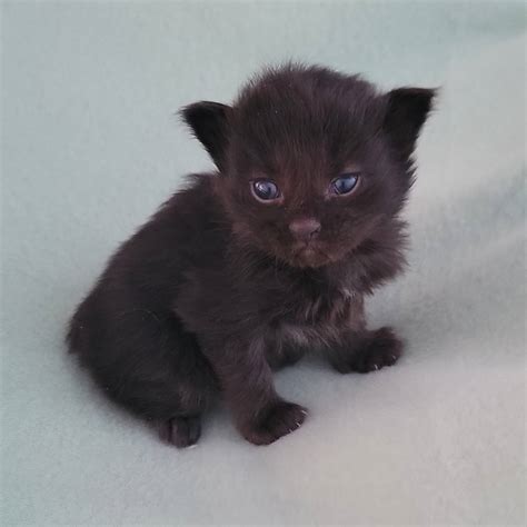Chatterie Pompons Mignons Bécancour Qc