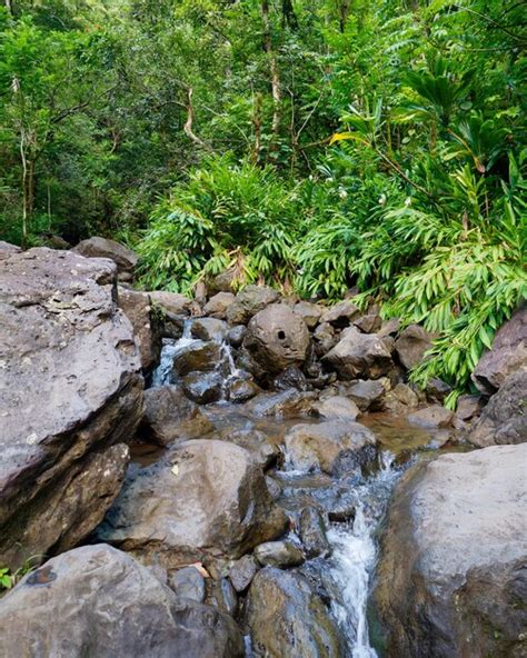 Pipiwai Images Free Download On Freepik