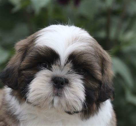 щенок ши-тцу Shih Tzu, Dogs, Animals, Luxury, Animales, Animaux, Pet ...