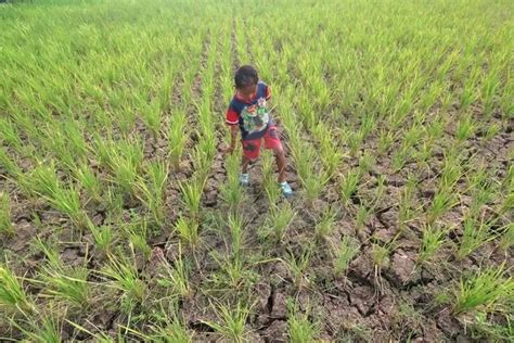 Dampak Kekeringan 41 5 Hektar Sawah Di Kota Tasikmalaya Puso Ayo Tasik