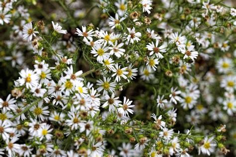 Buy White Wood Aster For Sale Online Direct Native Plants