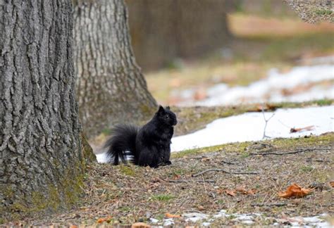 Premium Photo Black Squirrel Sitting On Ground