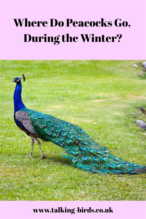 The Ultimate Guide To Peacocks Everything You Need To Know Artofit