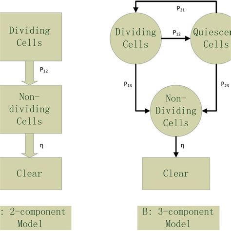Comparison Of Two‐component Model And Three‐component Model Download Scientific Diagram