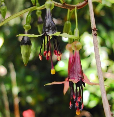 Trees Planet Fuchsia Excorticata Tree Fuchsia