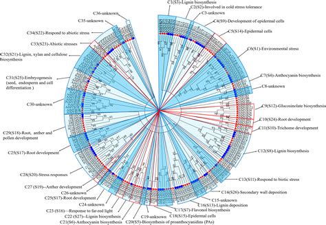 Genome Wide Identification And Expression Analysis Of The Myb