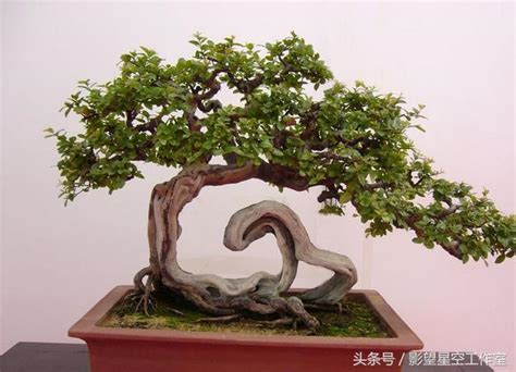 折曲有力，姿蒼枝勁，享有盆景「七賢」之一美譽的雀梅盆景 每日頭條