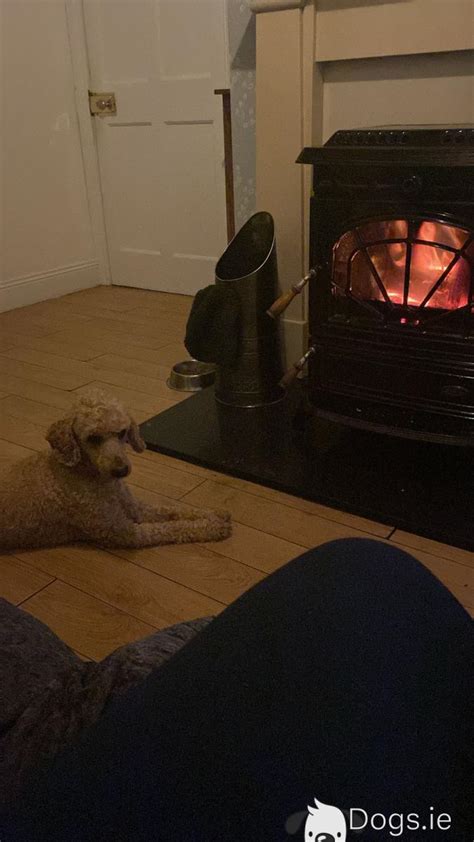 F1 Cockapoo Puppies In Wexford