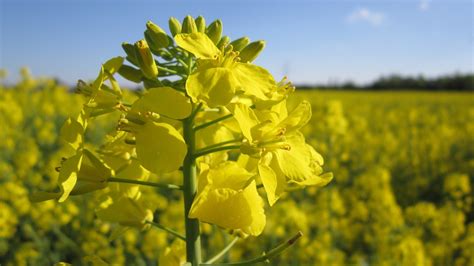 Photo Gratuite Colza Fleur De Colza Image Gratuite Sur Pixabay