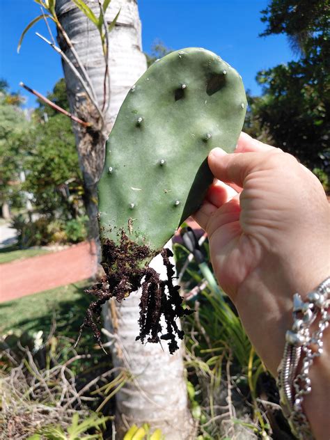 Spineless Thornless Edible Nopales Prickly Pear Cactus Pads Opuntia