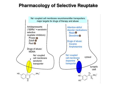 Ppt Conversion Of Amino Acids To Specialized Products Powerpoint