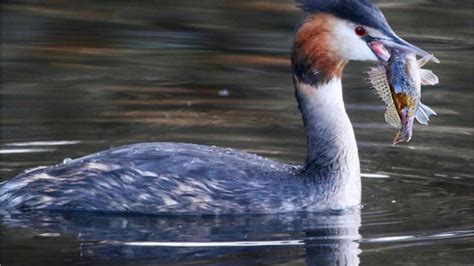 Fish Predators What Eats Fish In A Fish Pond