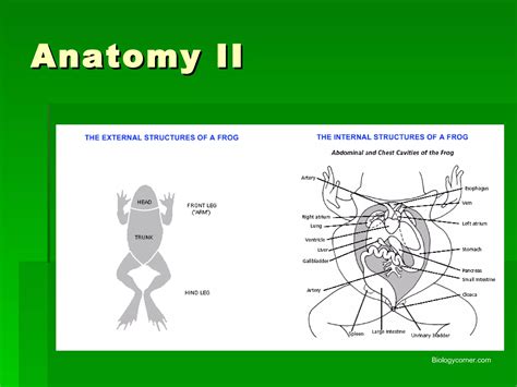 Frog Dissection Ppt Ppt
