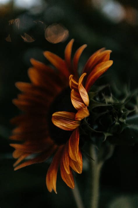 Top 999 Sunflower Aesthetic Wallpaper Full Hd 4k Free To Use