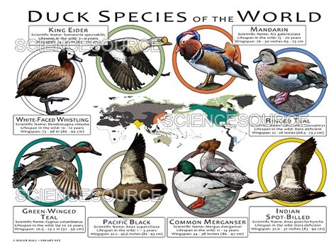 Species Science