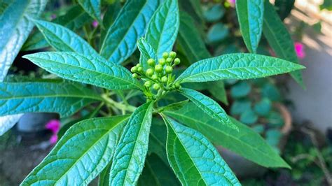 3 Different Types Of Echinacea To Grow Boost Your Herbal Garden With