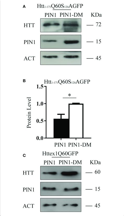 Pin1 Effect Is Not Regulated Through A Direct Interaction With Htt