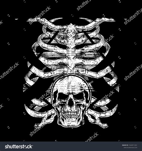 Illustration Human Rib Cage Vector Illustration Stock Vector Royalty