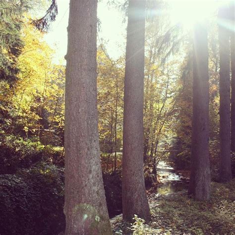 Beautiful Automn Times In Our 4 5 Hectare Large Parkland 🍃 Automn Park