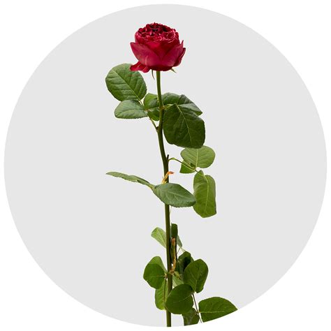 Роза Расберри элеганс (Raspberry Elegance)