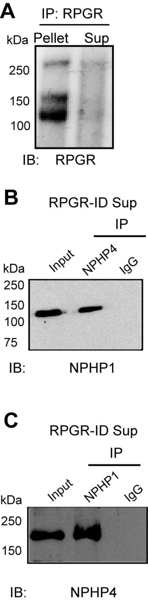 Nphp1 And Nphp4 Interact Independently Of Rpgr A Bovine Retinal