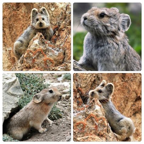 Ila Pika