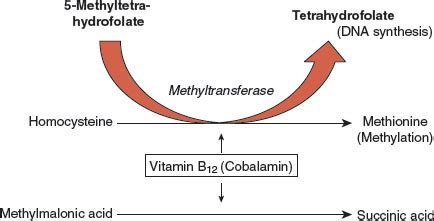 Methylmalonic Acid Vitamin B12