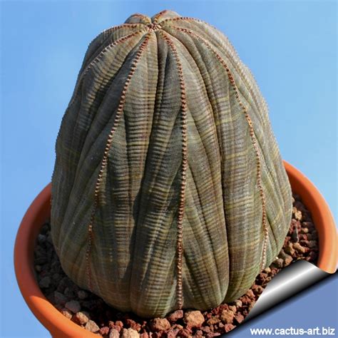 Euphorbia Obesa